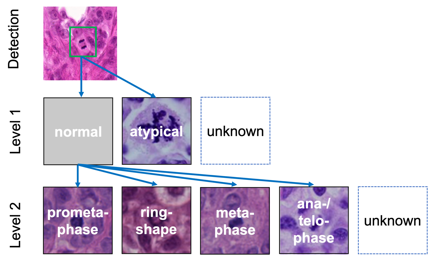 Detection of Atypical Mitotic Figures [BVM2023 Talk] – deepmicroscopy.org